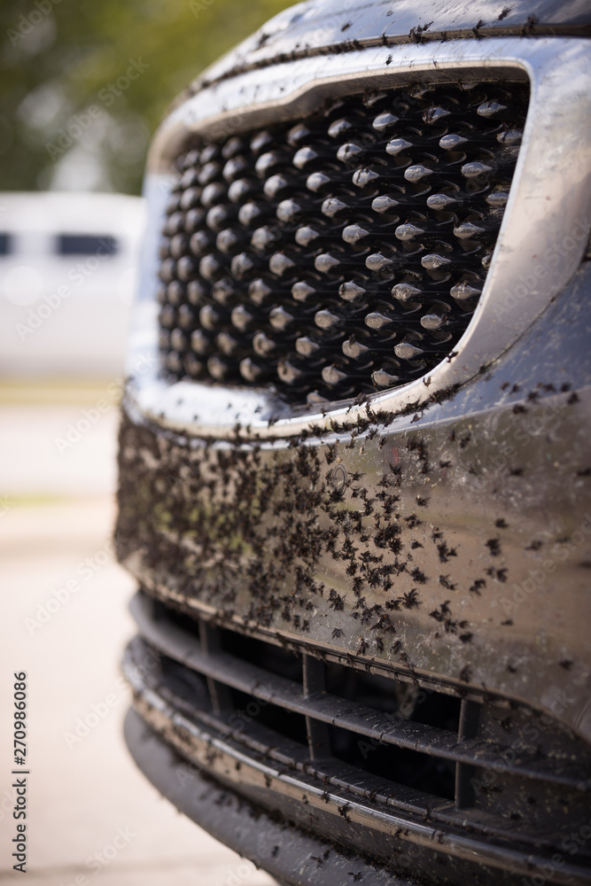 The bumper of the car is littered with dead insects. Insect breeding ...