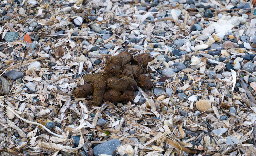 Dog poop or shit on the street pavement. Concept of picking up dog ...