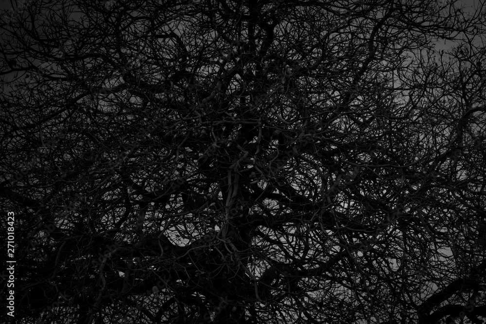 Dead tree and branch on white background. Black branches of tree ...