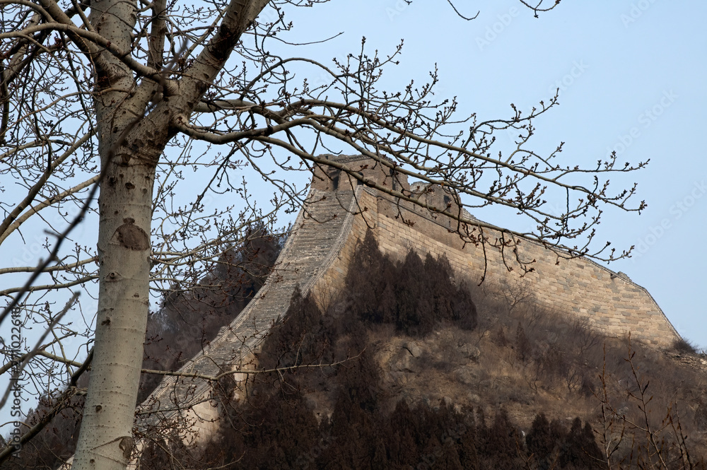 Huanghuacheng China, bare tree with Great Wall of china in background ...