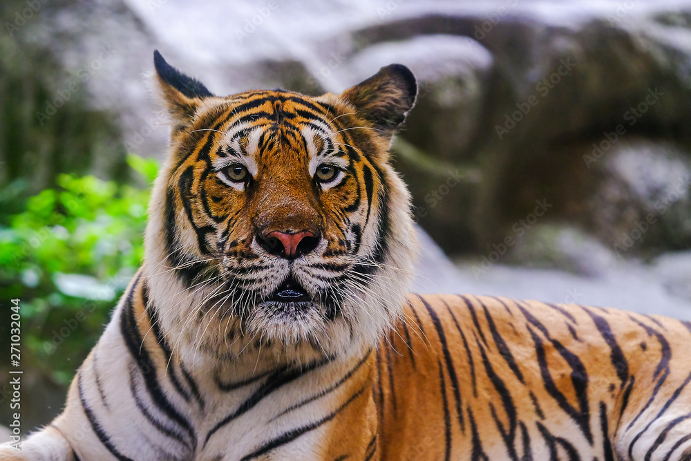 The Siberian tiger (Panthera tigris tigris) also called Amur tiger ...