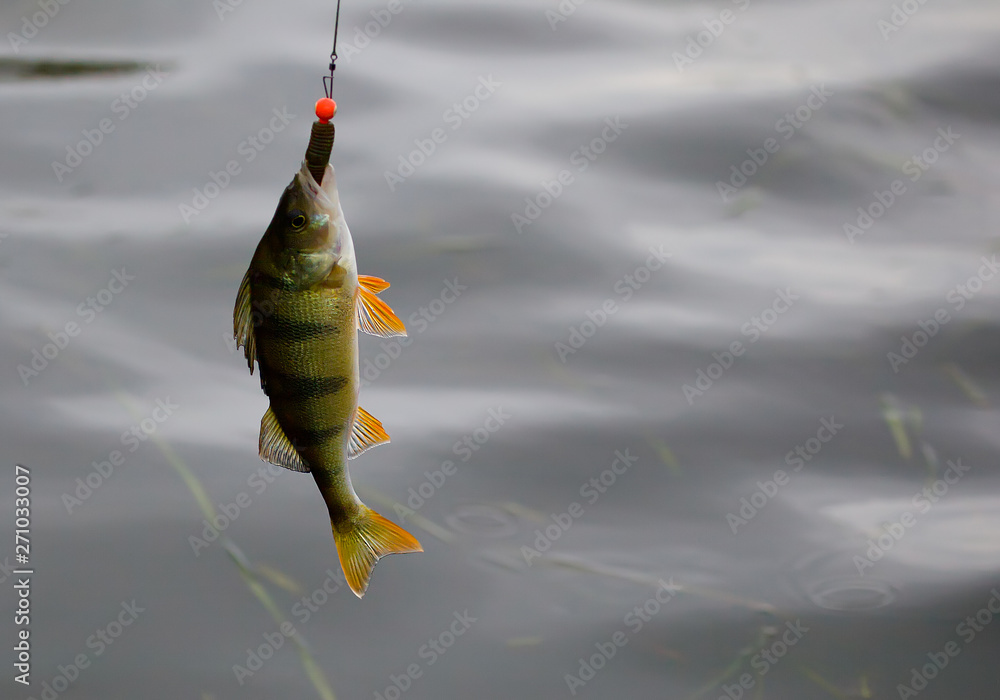 Fishing in the delta of the Volga River on the river Baklanya. The ...