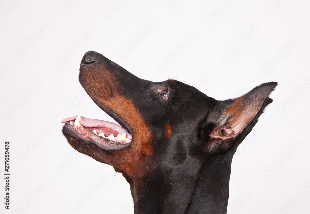 Doberman Head Profile