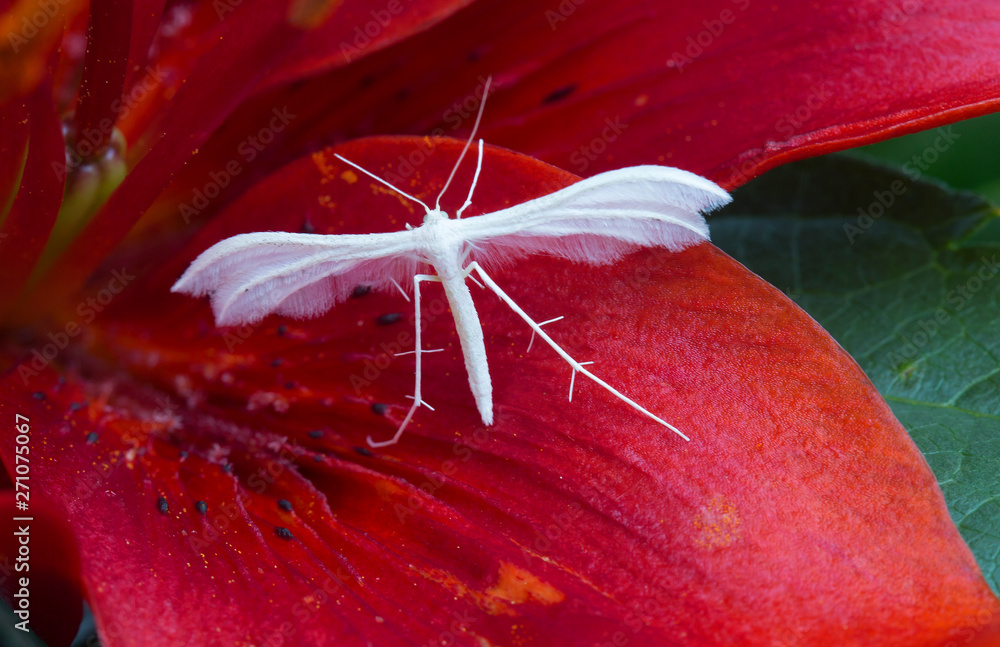 The white moth sits on the petals of a red Lily. The length of the ...
