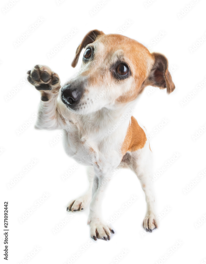 Dog welcoming waving paw. Friendly lovely dog. White background. Happy ...