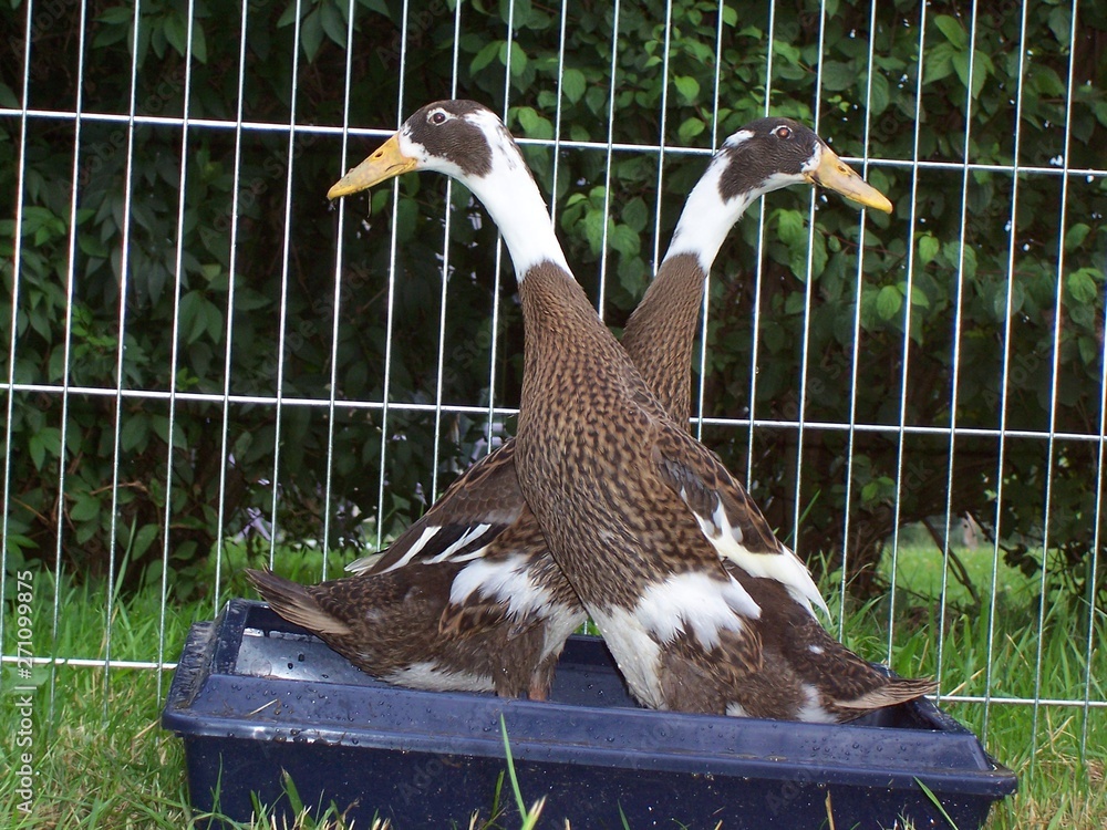 Indische Laufenten, Enten, Laufenten, doppelte Ente, Indian ducks ...