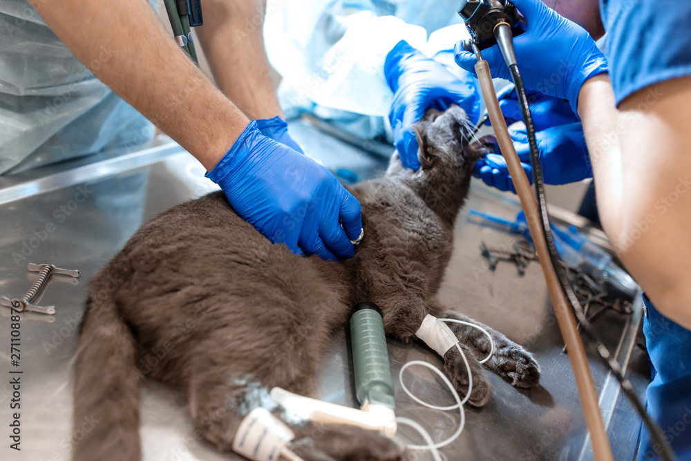 pet surgeons team make difficult operation. Cat under general ...