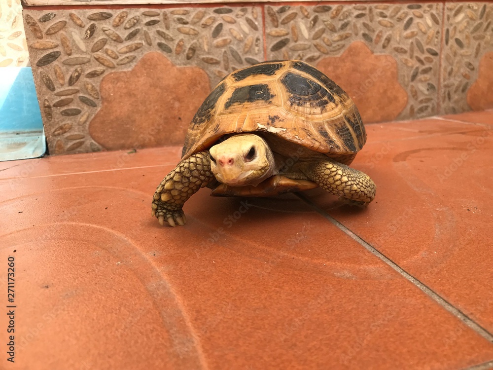 Cute going turtle on brown background. Head of agrionemys horsfieldii ...