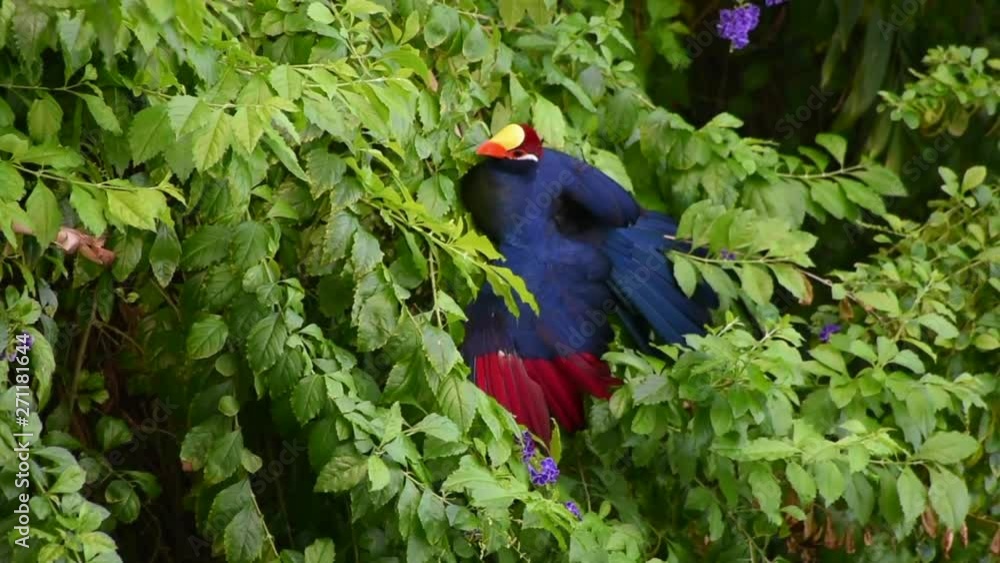 Wideo Stock: A violet turaco bird, also known as the violaceous ...