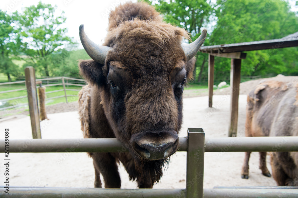 Buffalo wildlife. Head with horns. Buffalo bull concept. Animal bull in ...