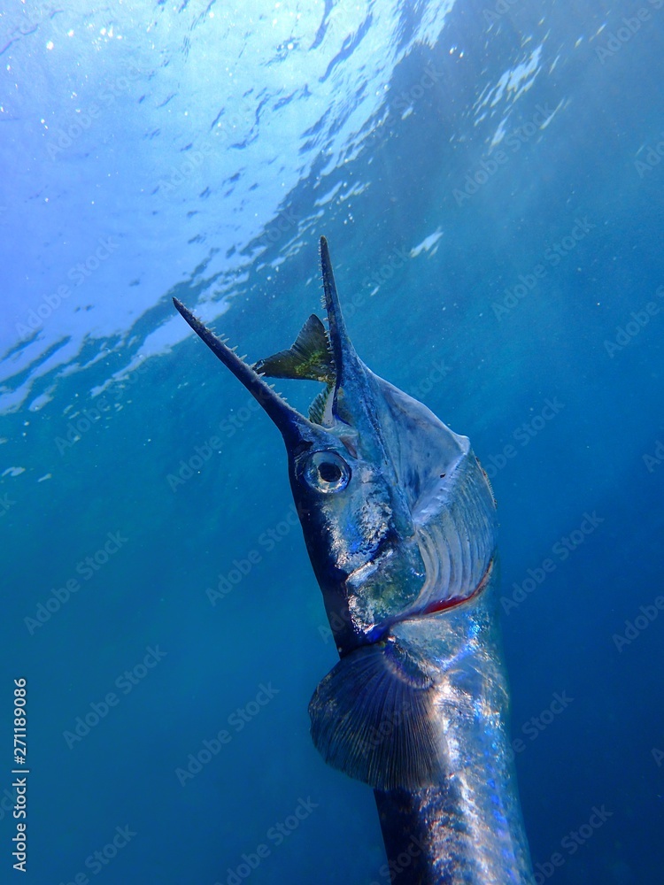 Captured of the right moment when the needle fish or long toms fish ...
