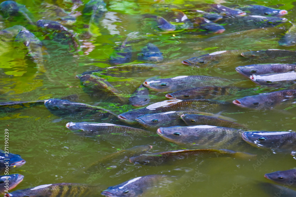 Tilapia, freshwater fish, economic fish in the fishing industry and ...