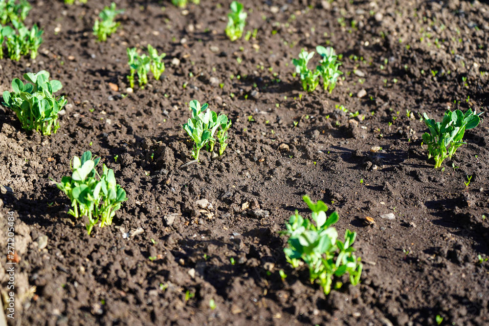 Green shoots in the garden. Seedling growing out of dark compost soil ...