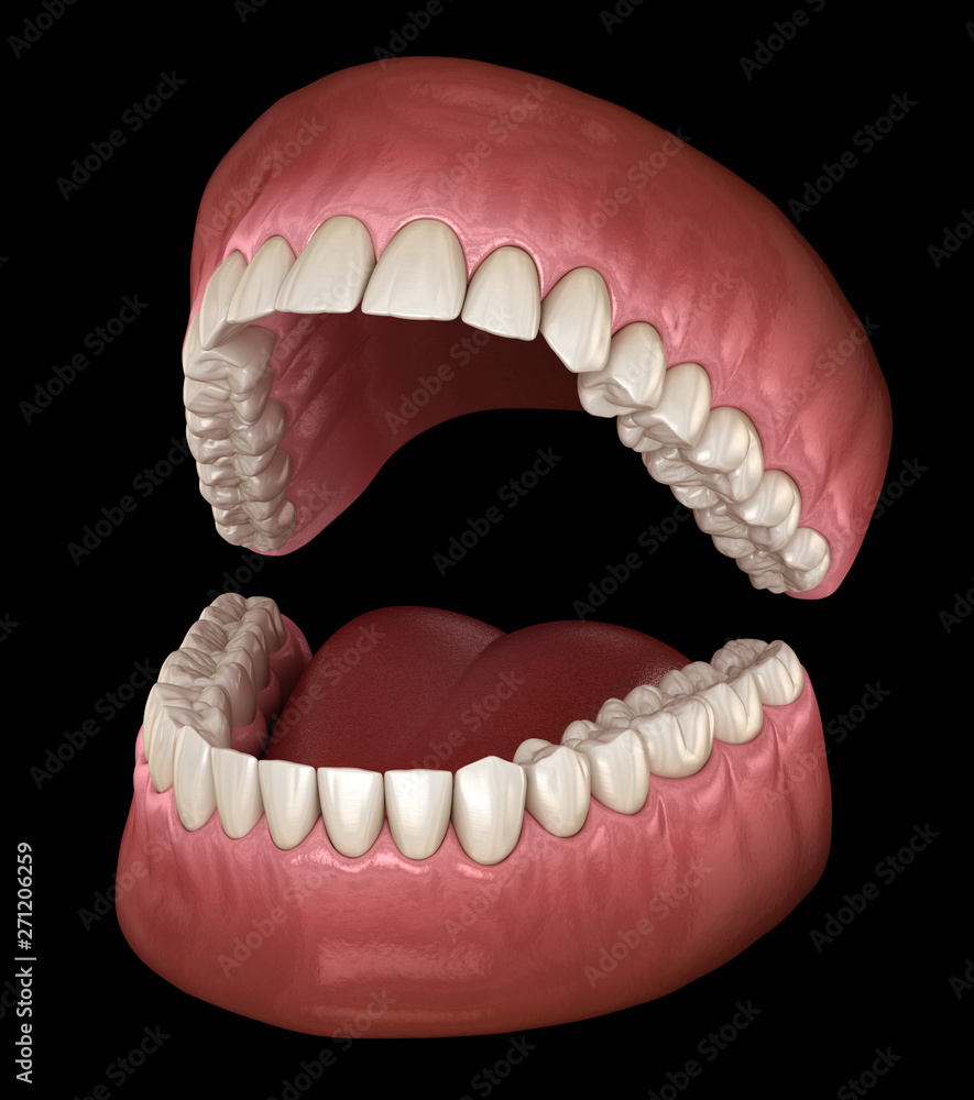 Dental anatomy - Opened Dentures. Medically accurate dental 3D ...