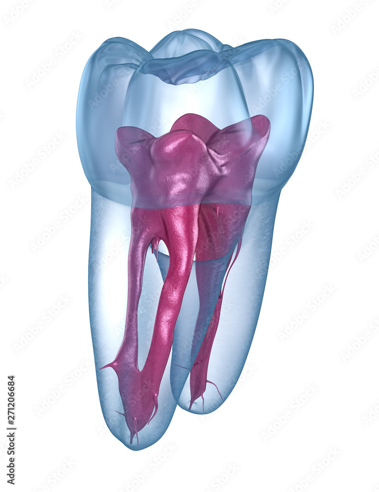 Dental root anatomy - First maxillary molar tooth. Medically accurate ...