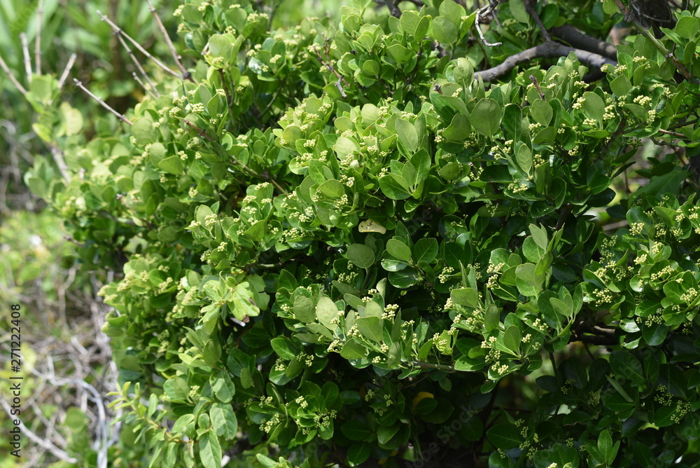 The evergreen Japanese spindle tree (Euonymus japonica) is used for ...