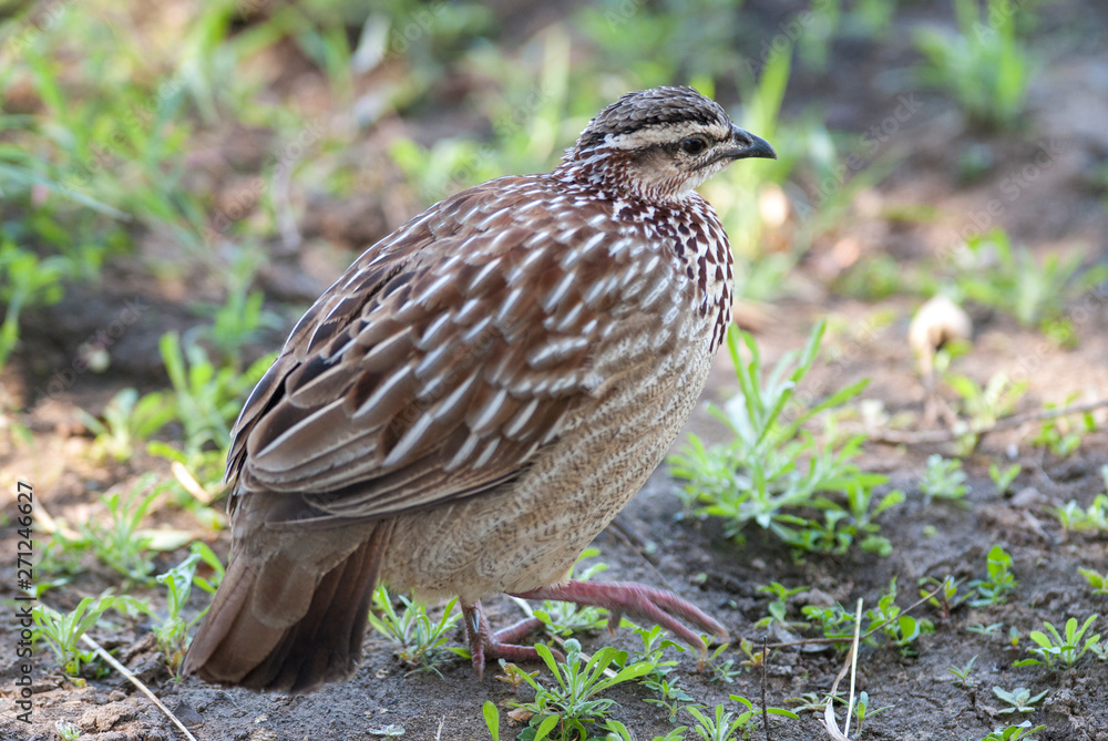 Common Quail,Coturnix coturnix,Kruger National Park, South Africa Stock ...