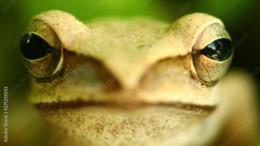 Flying tree frog head mouth and eyes macro portrait close up static ...