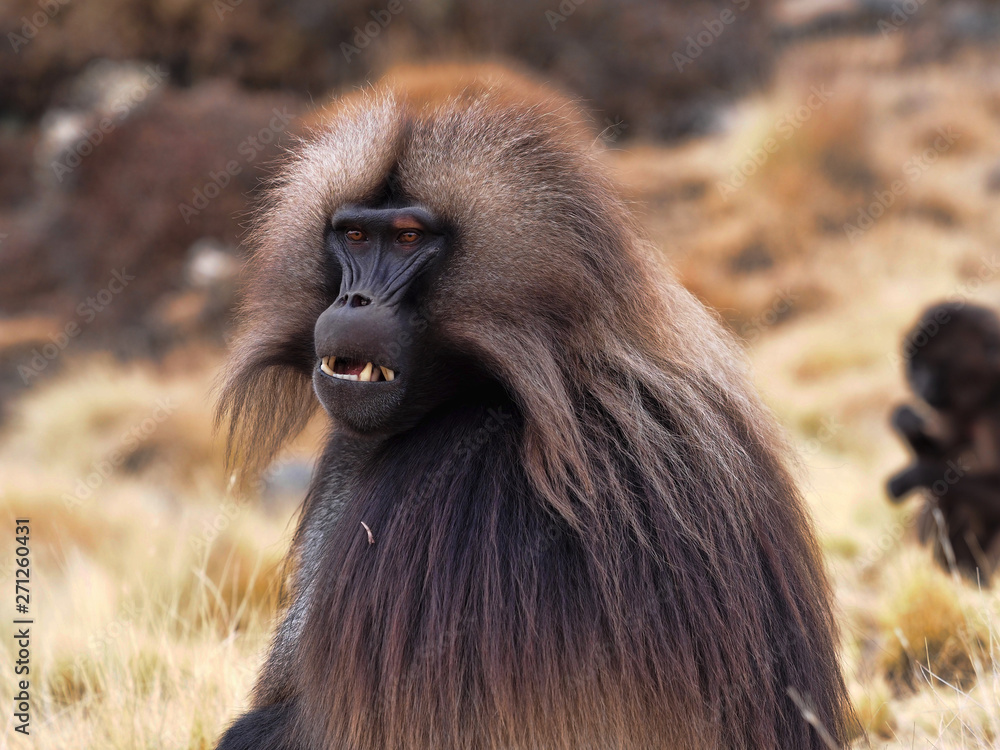 The male Gelada, Theropithecus gelada, in Simien Mountains of Ethiopia ...