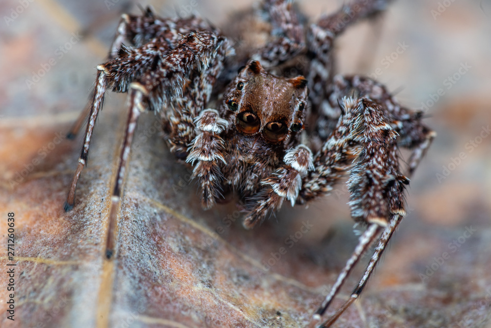 Portia fimbriata, the fringed jumping spider, one of the worlds most ...