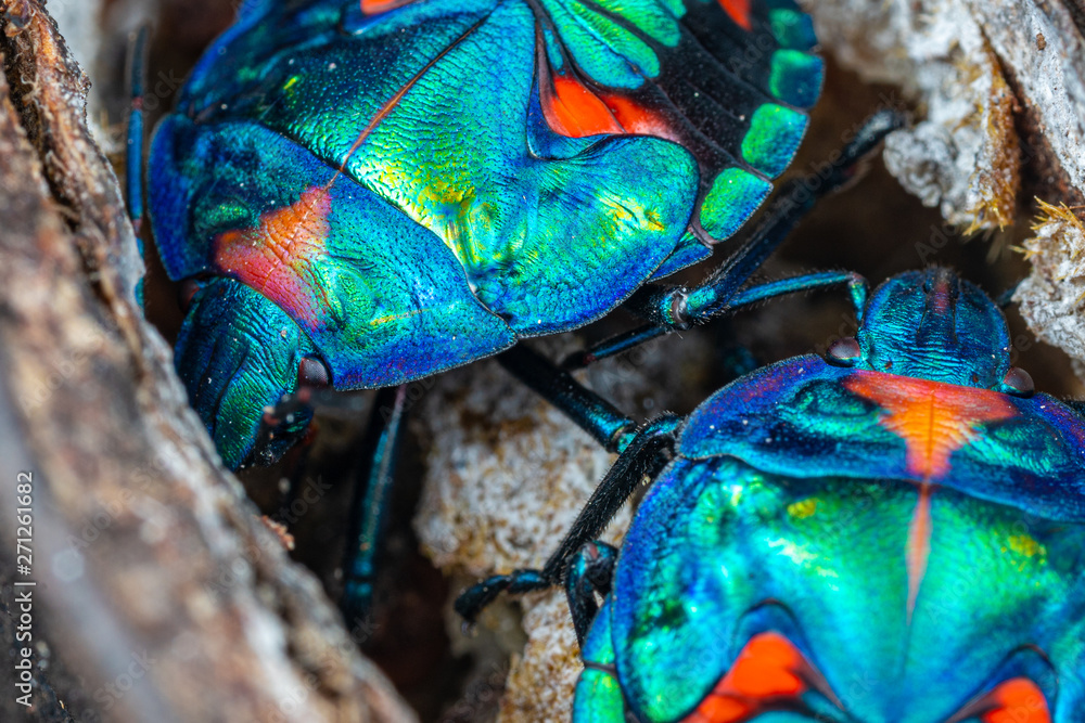 Tectocoris diophthalmus, the cotton harlequin bug, nymphs on Illawarra ...