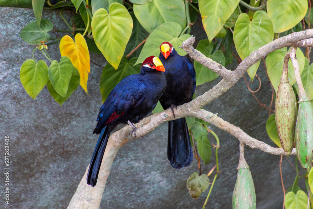 The violet turaco bird, also known as the violaceous plantain eater ...