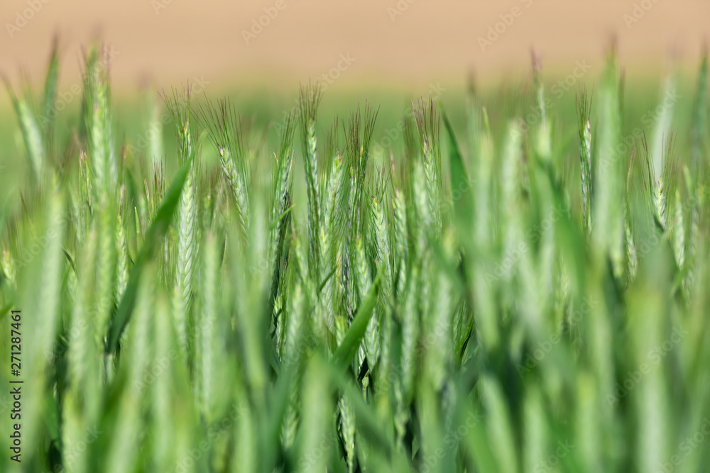 Weizenfeld mit einzelnen Weizen im Fokus Stock Photo | Adobe Stock