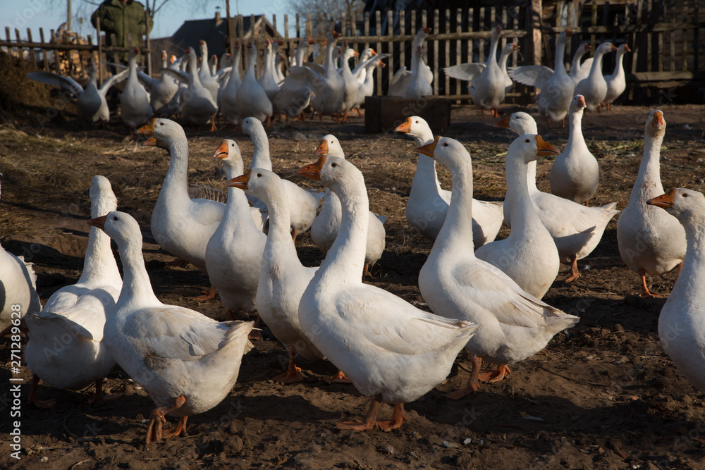 Domestic geese on a walk and in the setting sun eat in the yard Stock ...