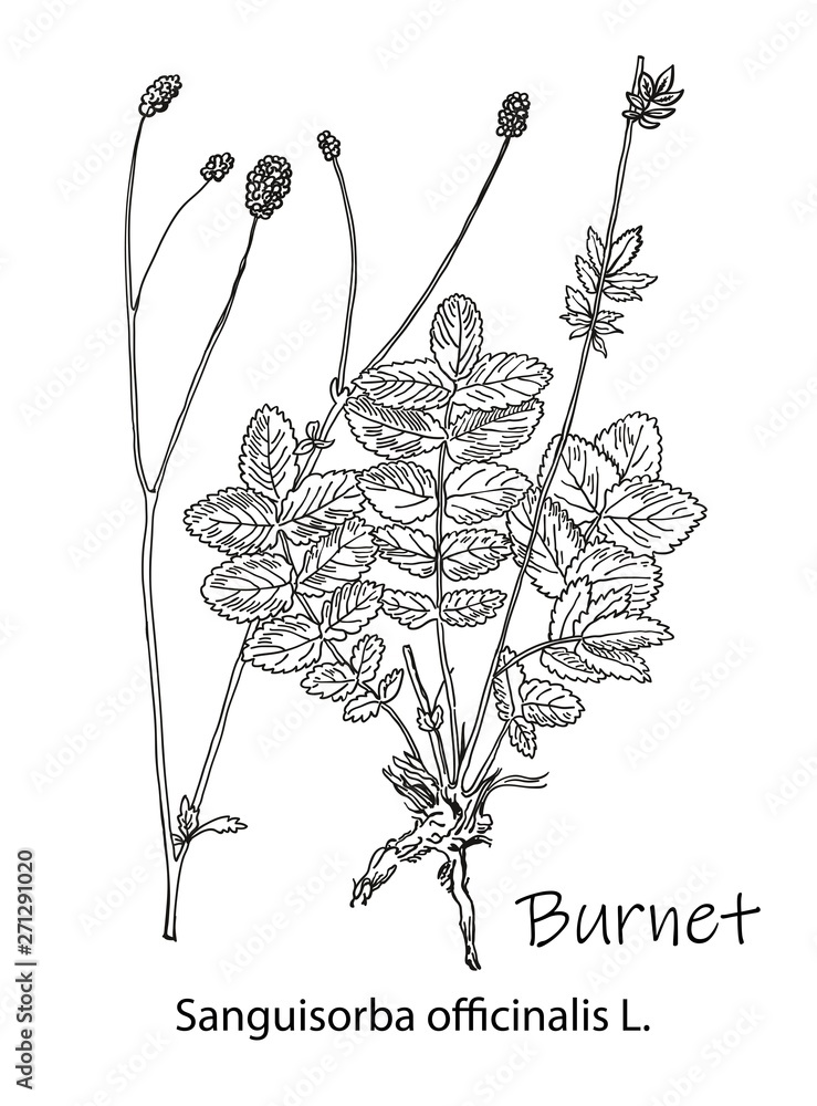 Outline drawing of a burnet. A plant hand drawing. Black and white ...