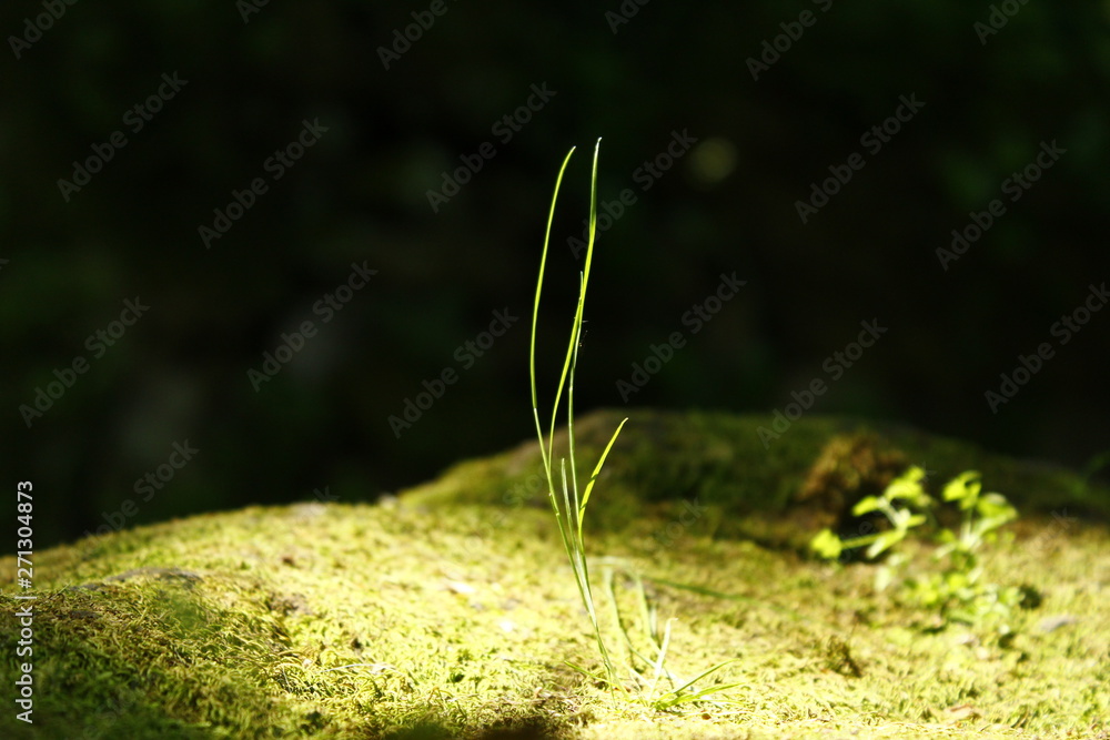 Single Blade Of Grass