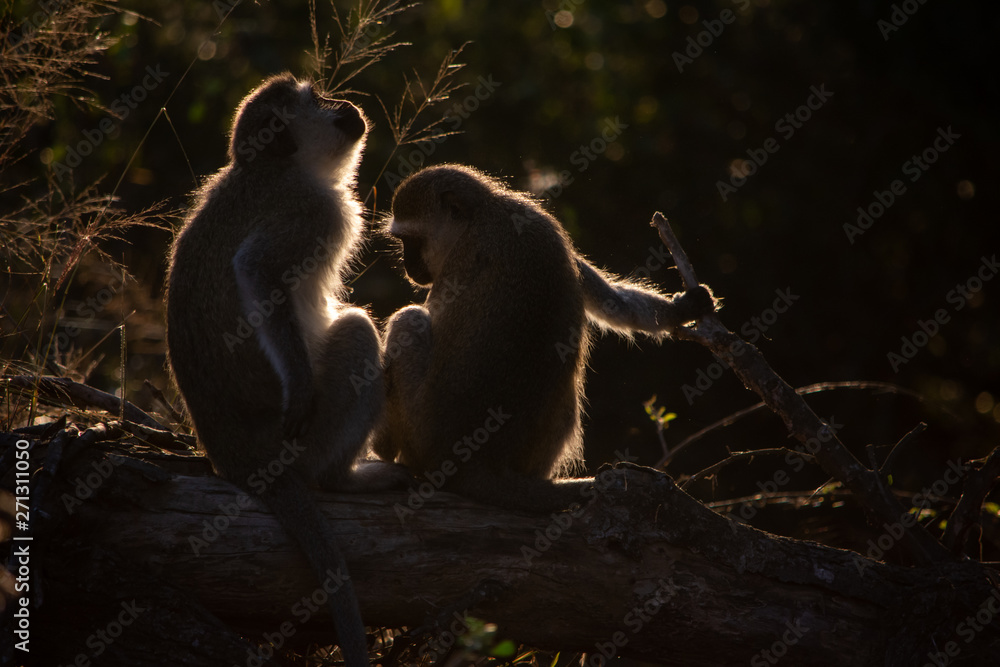 Vervet monkey pair backlit Stock Photo | Adobe Stock