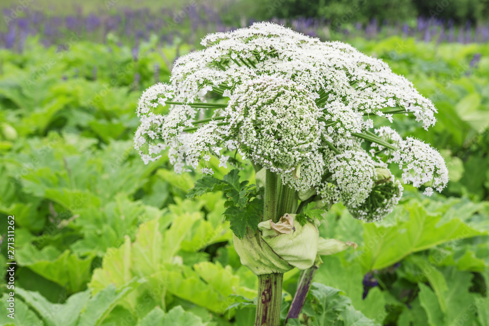 Giant blooming hogweed, dangerous to humans. Closeup of a white ...