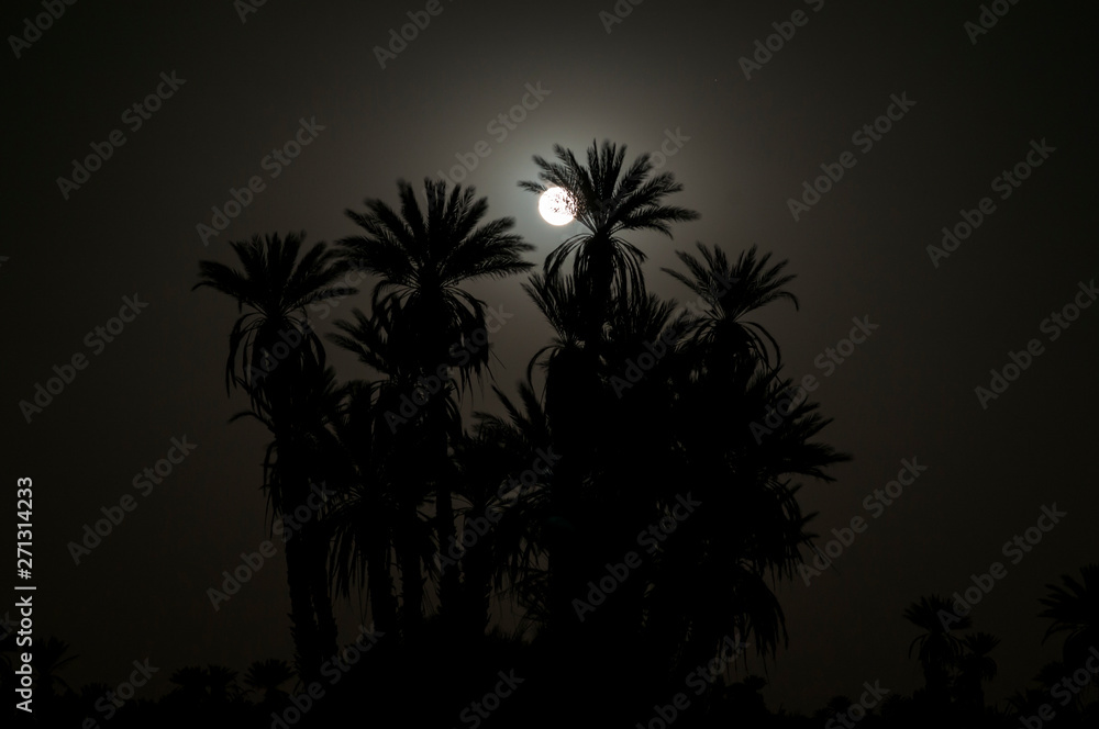 Full moon in the Sahara / Full moon with palm trees in backlight in the ...