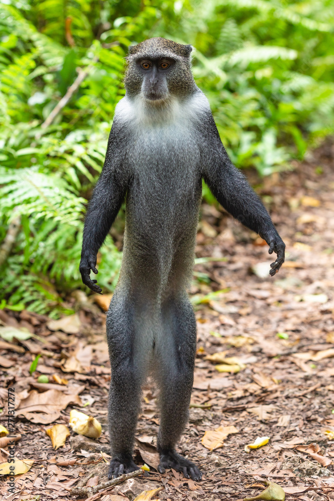Blue Sykes Monkey of the Jozani in Unguja aka Zanzibar Island Tanzania ...