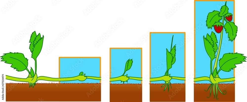 Fototapeta Plants growth and development stages. Strawberry ... Fototapeta Plants growth and development stages. Strawberry ...