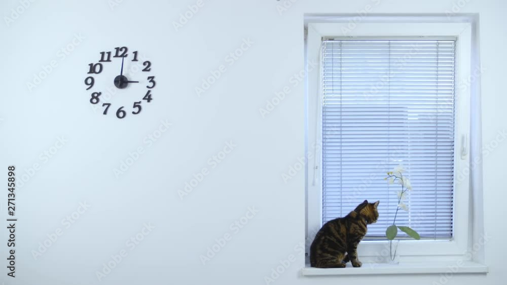Cat on window watch through blinds 4K. Wide view of a white wall with ...