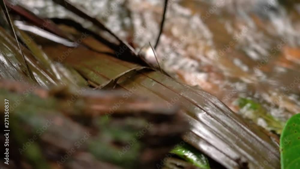 The dancing frog, aka the Micri This frog is known to lift its leg in ...