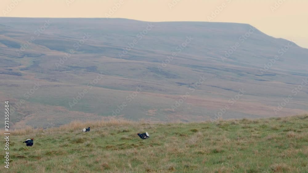 Male Black grouse displaying on their traditional lekking grounds ...