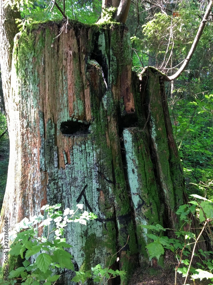 A huge mossy stump of a red cedar tree with a unique smiling face ...