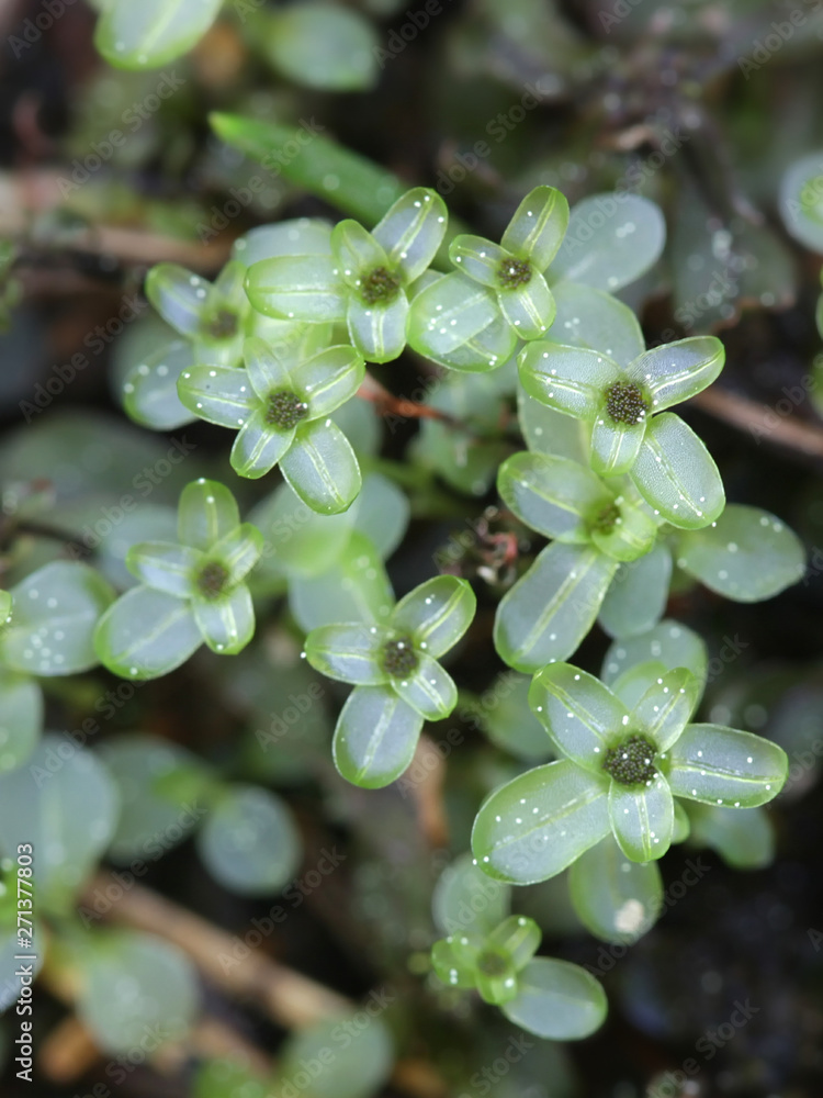 Rhizomnium punctatum, known as dotted thyme-moss or red penny moss ...
