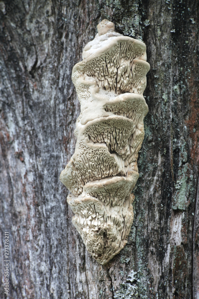Daedalea quercina, known as the oak mazegill or maze-gill fungus Stock ...