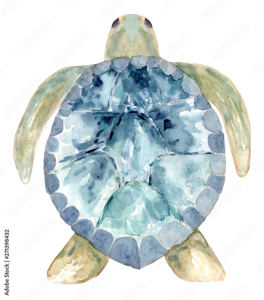 Hand painted watercolor turtle. Hand drawn illustration isolated on ...