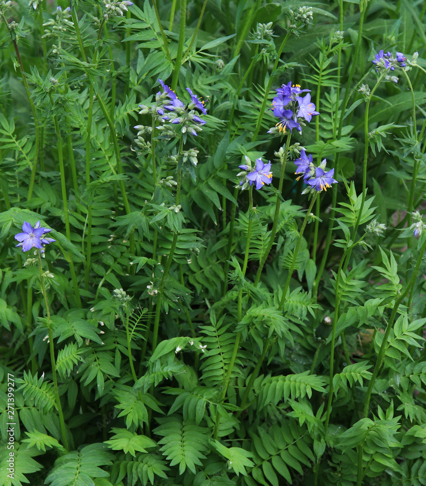 Close up of the blue flowers of an Polemonium plant, also known as ...