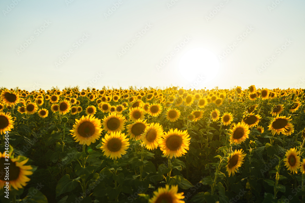 Flower Background Images For Photoshop