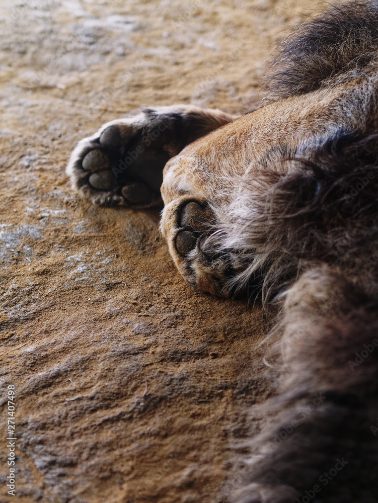 Lion laying down showing paws and pads Stock Photo | Adobe Stock