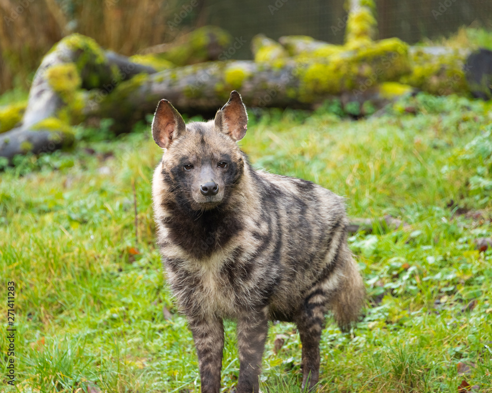 African Wild Dog Mix