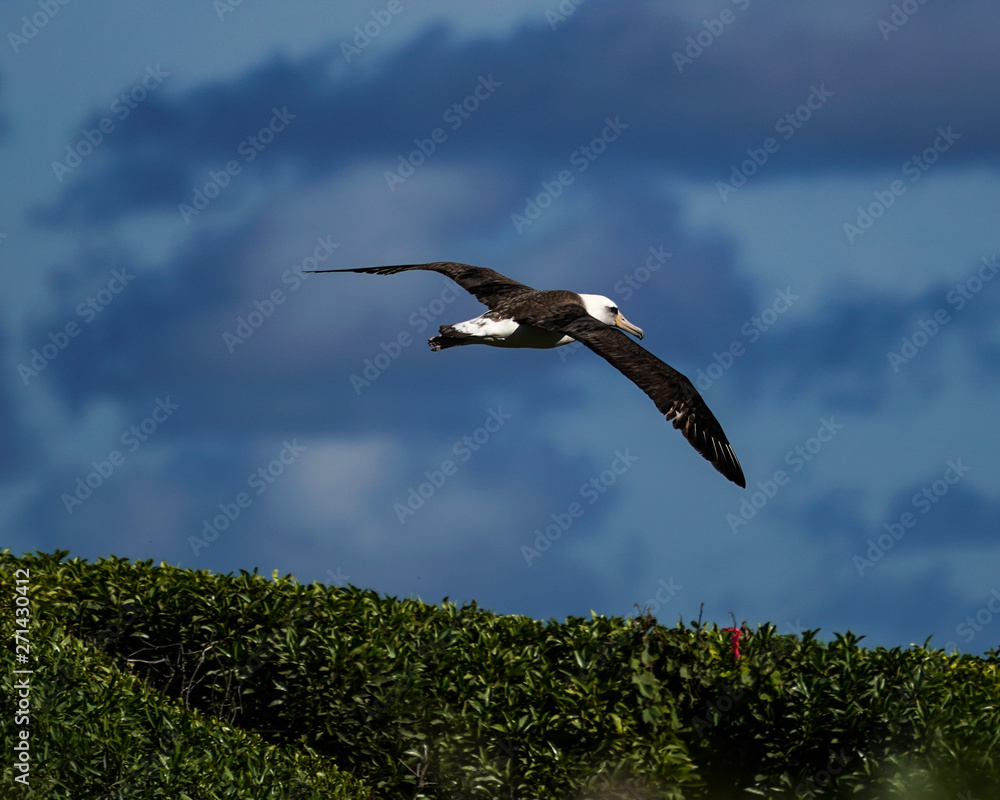 Albatross mating, nesting, and in flight the Peace and Grace of the ... Albatross mating, nesting, and in flight the Peace and Grace of the ...