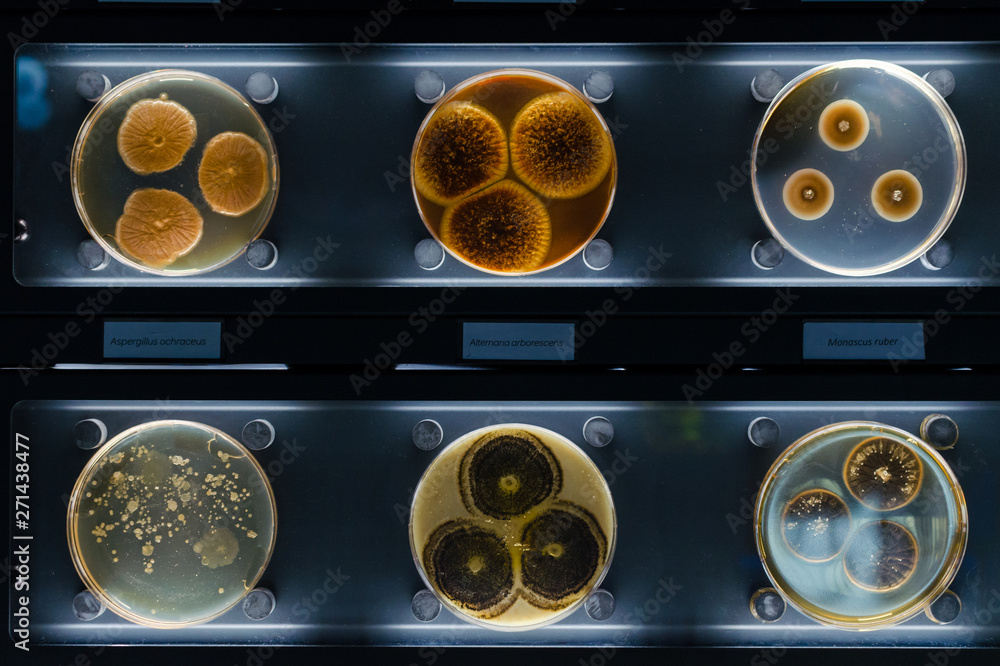 Aspergillus Ochraceus