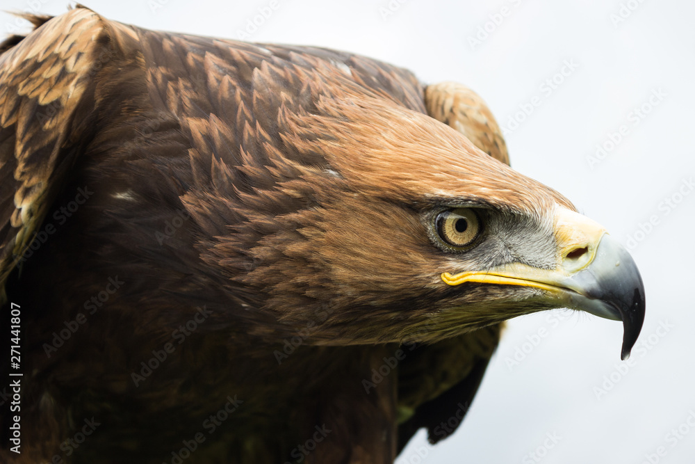 Golden Eagle Beak