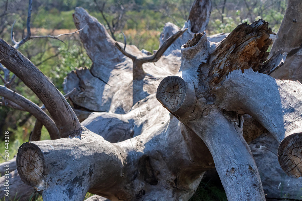Close up dry old uprooted tree lies on ground in nature Stock Photo ...